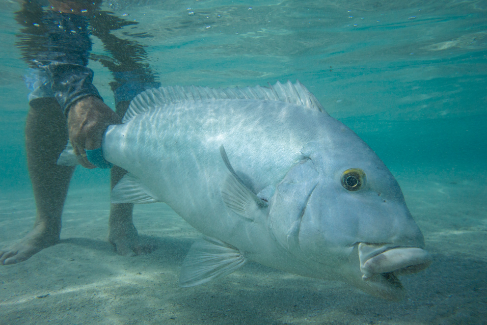 Top Five saltwater fish that should be on your radar for 2020 ...