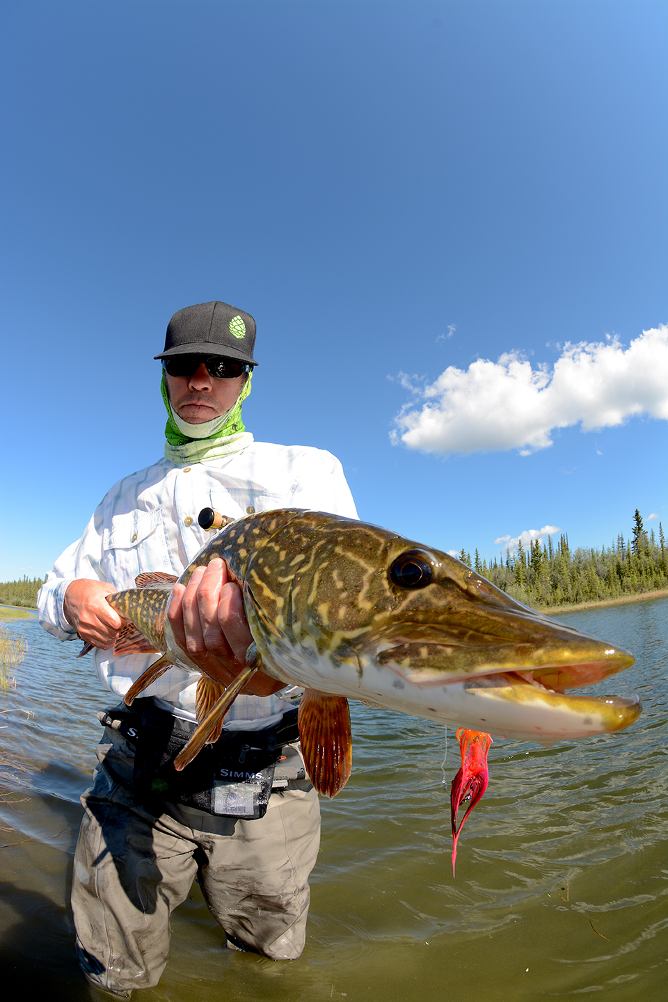 Sightcasting Trophy Northern Pike - Experiences - MidCurrent Travel